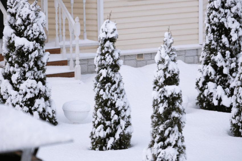 Evergreens Add Year-Round Beauty to Your Winter Landscape